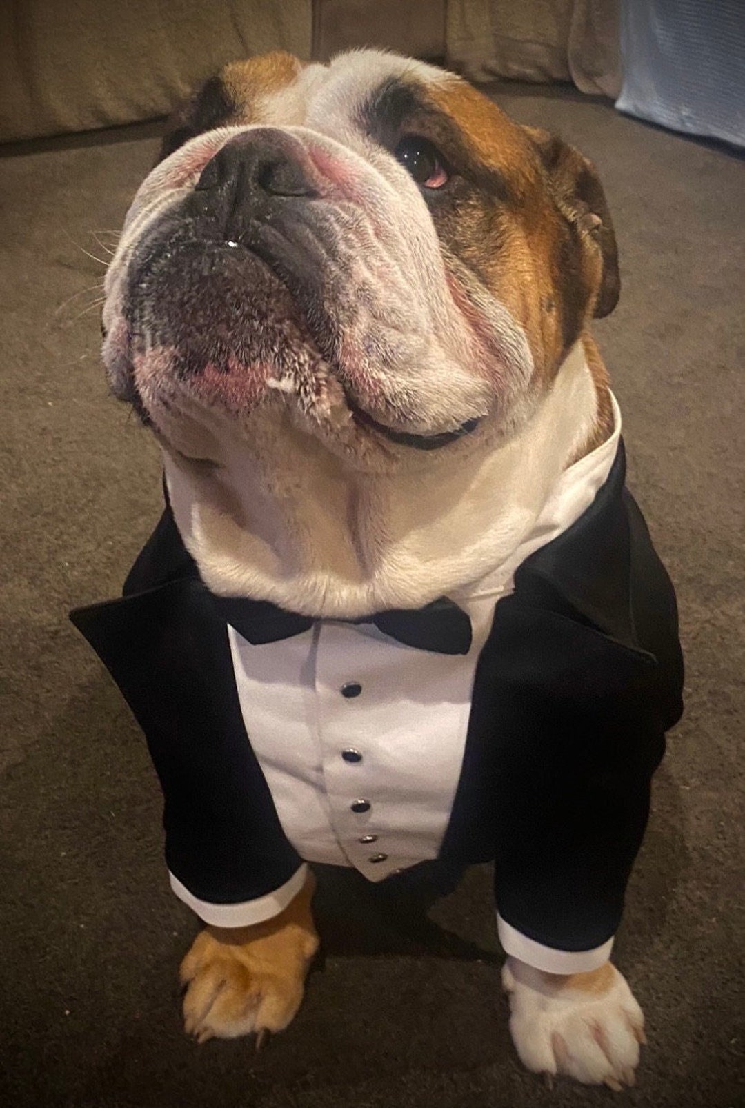 Black Dog Tuxedo With Black Bow Tie English Bulldog Formal Dog - Etsy