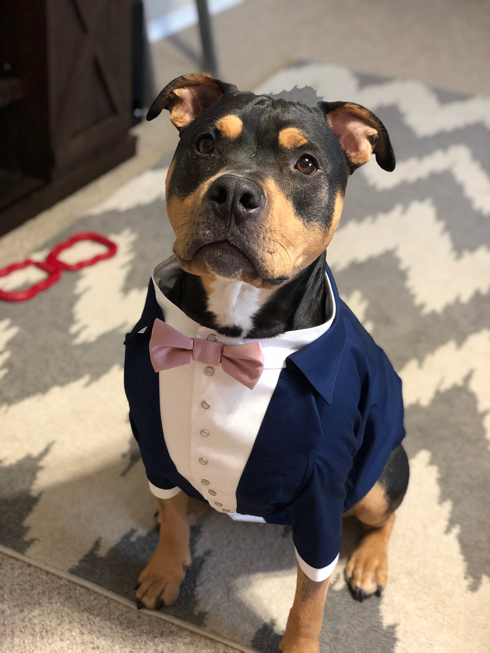 Navy Blue Dog Tuxedo With Dusty Pink Bow Tie Dog Wedding | Etsy