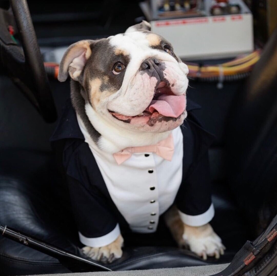 Dark Navy Blue Dog Tuxedo With Blush Bow Tie Dog Wedding - Etsy