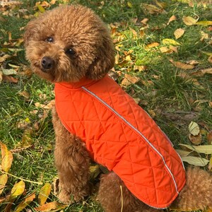 Orange Sport Dog Cape With Reflective Strips and Adjustable Snaps - Etsy