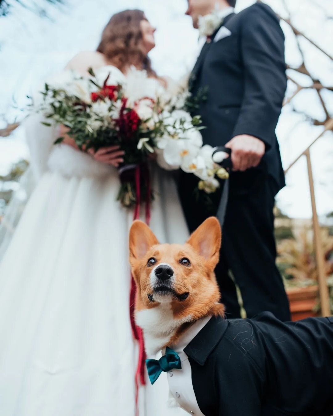 Corgi Wedding Dress