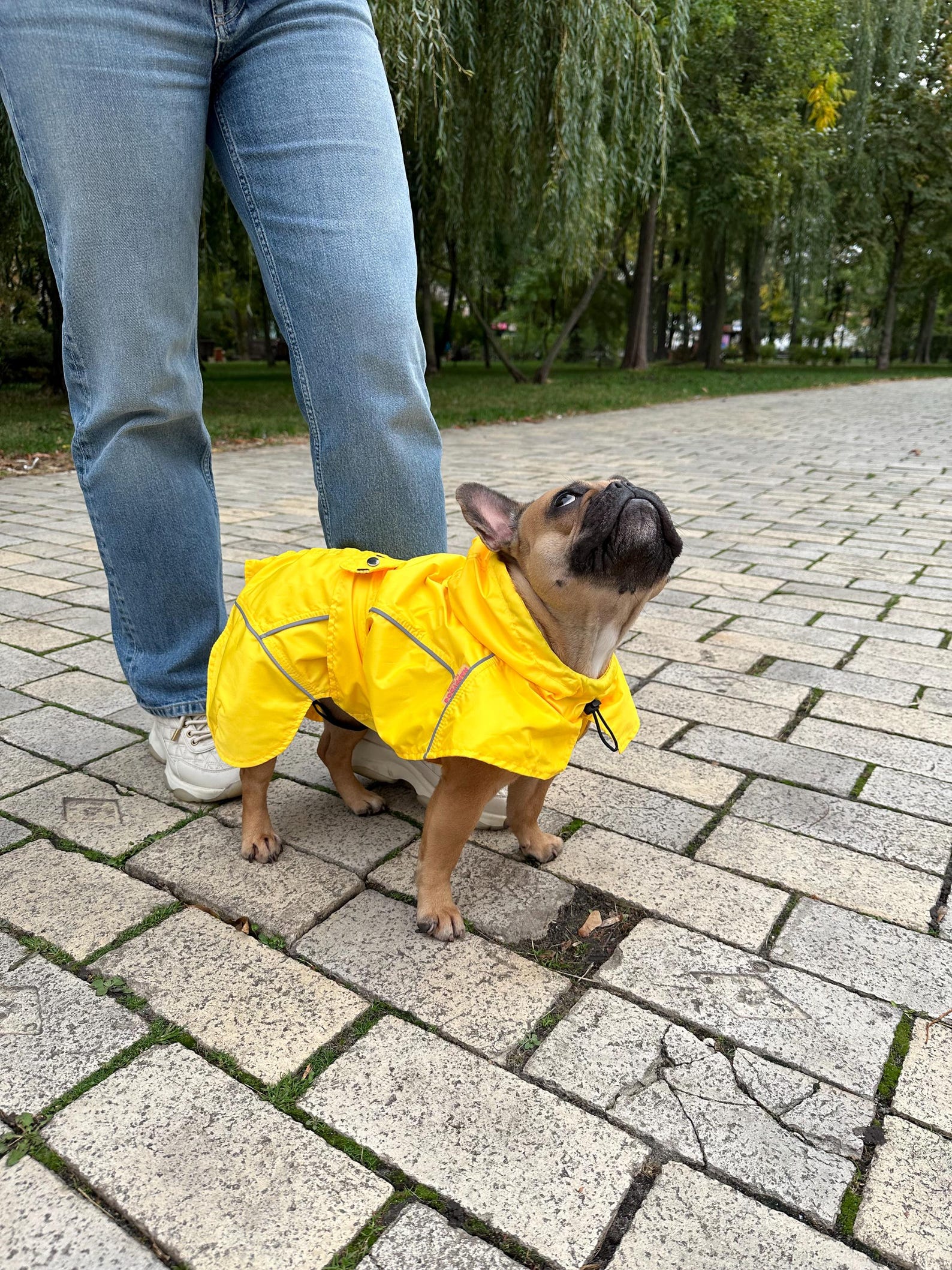 Bright Yellow Dog Cape – Stylish Protection for All Breeds - Etsy