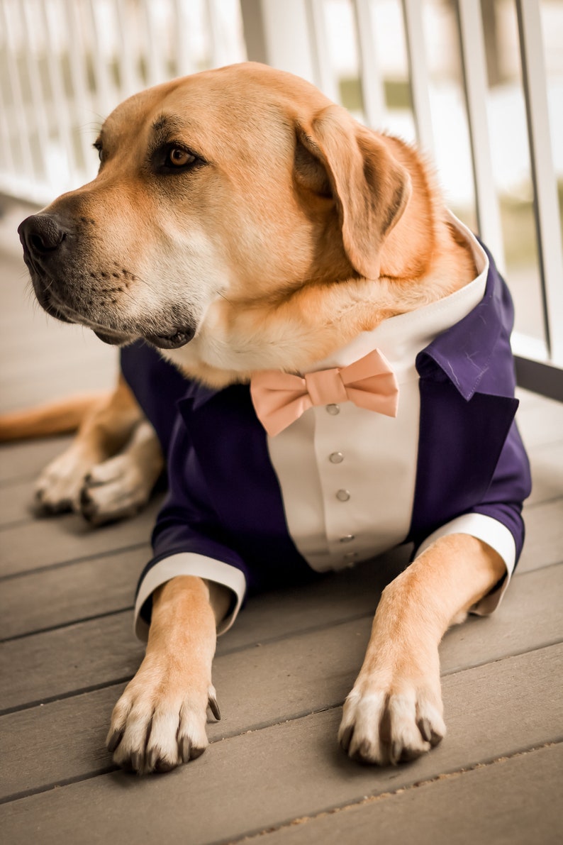 Navy Dog Tuxedo With Blush Bow Tie Labrador Retriever Dog Suit - Etsy