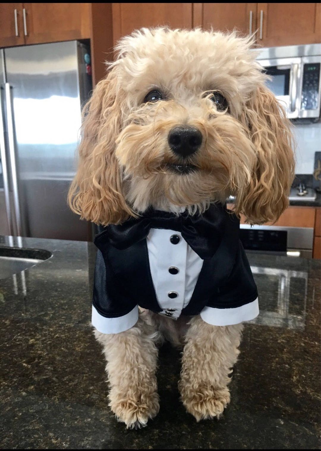 Wedding Tuxedo for Dogs Formal Dog Tuxedo Custom Made Dog Suit Shiny ...