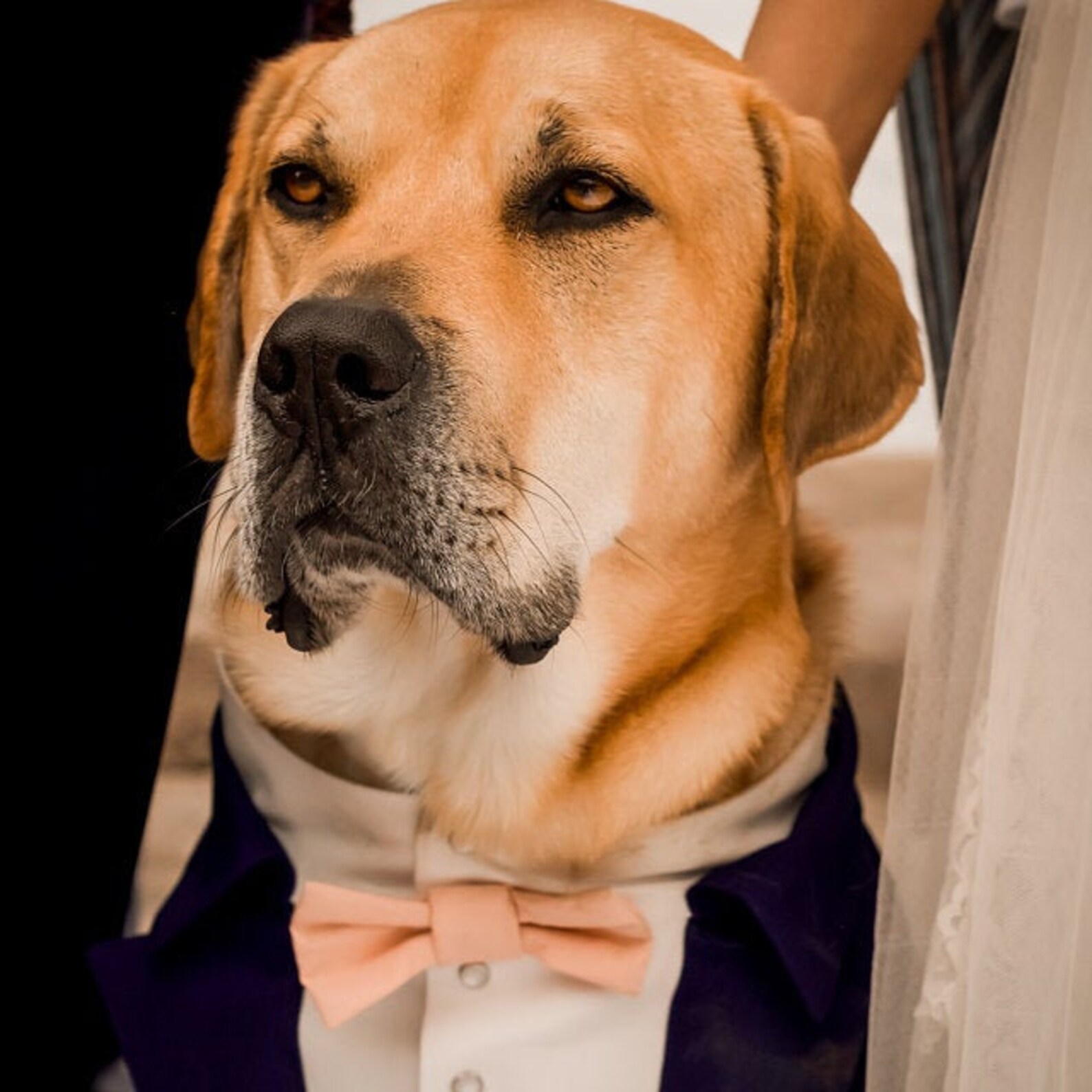 Navy Dog Tuxedo With Blush Bow Tie Labrador Retriever Dog Suit - Etsy