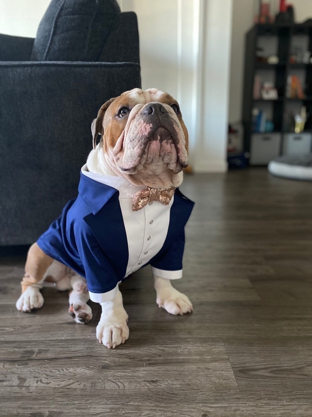 Navy Blue Dog Tuxedo With Golden Sequins Bow Tie English Bulldog Wedding Suit Formal Dog Suit ...