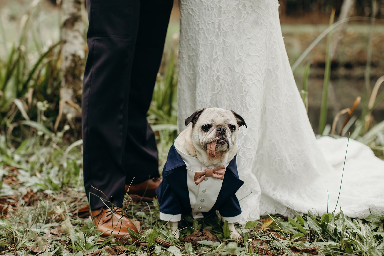 Navy Blue Dog Tuxedo for Pug Custom Blue Dog Suit With Dusty - Etsy