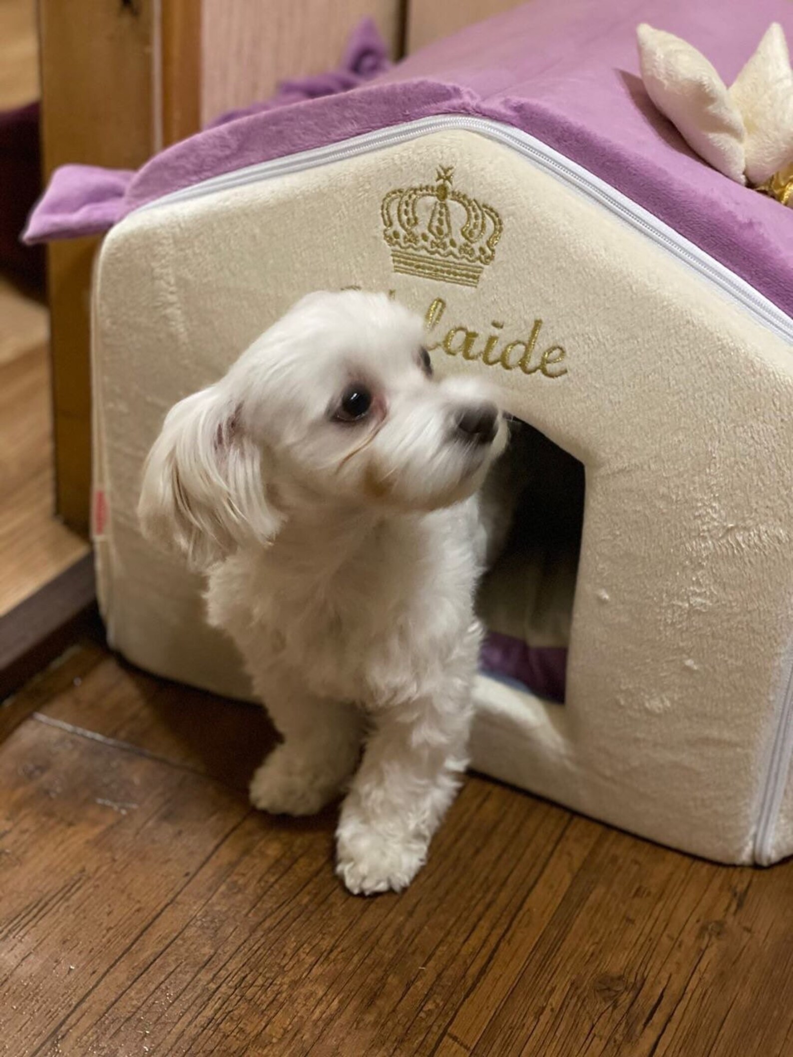 Cream and Lavender Designer Dog House Luxury Dog Bed Princess - Etsy