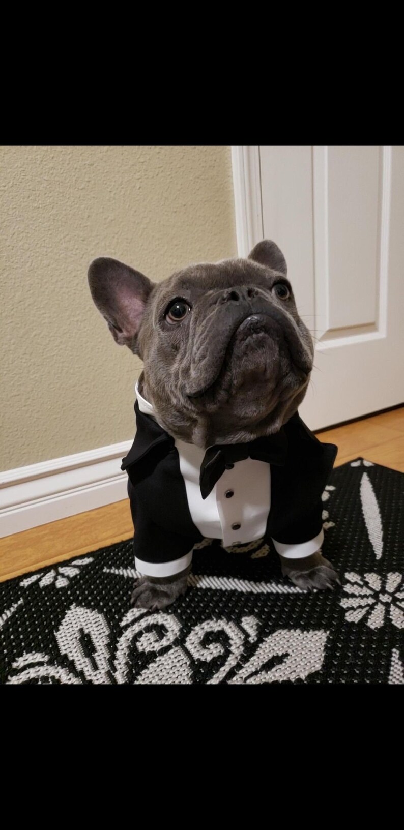 Wedding Dog Tuxedo Formal Dog Tuxedo French Bulldog Suit | Etsy