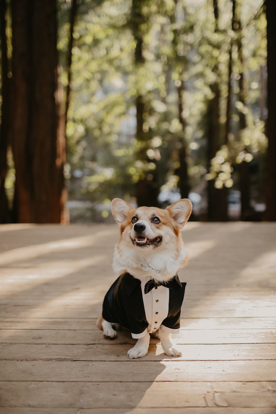 Corgi Wedding Dress