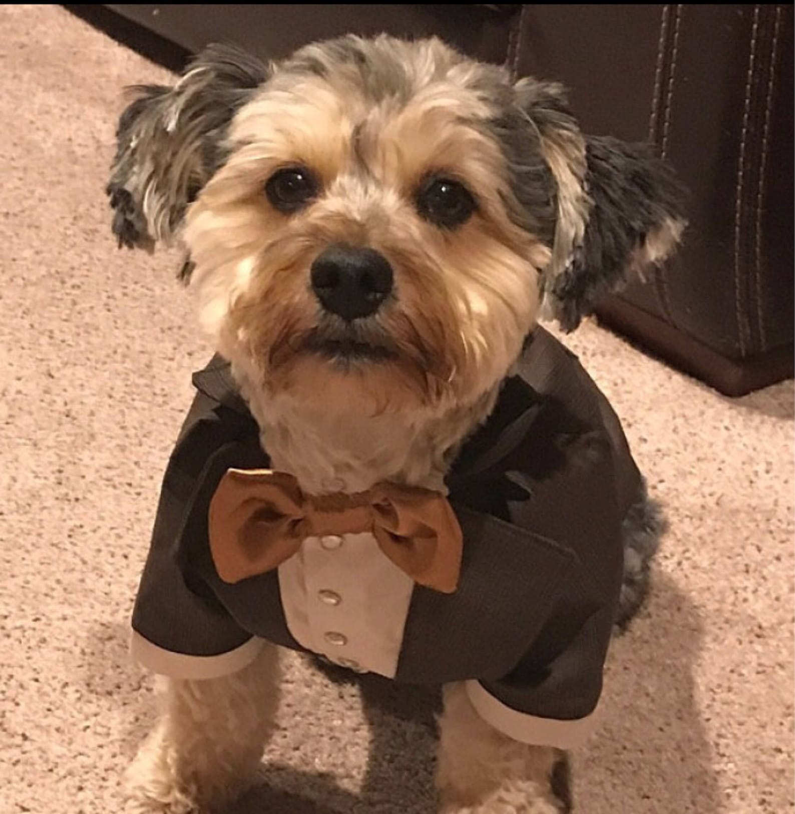 Brown Dog Formal Suit Custom Fit Tuxedo for Dogs Formal Dog | Etsy