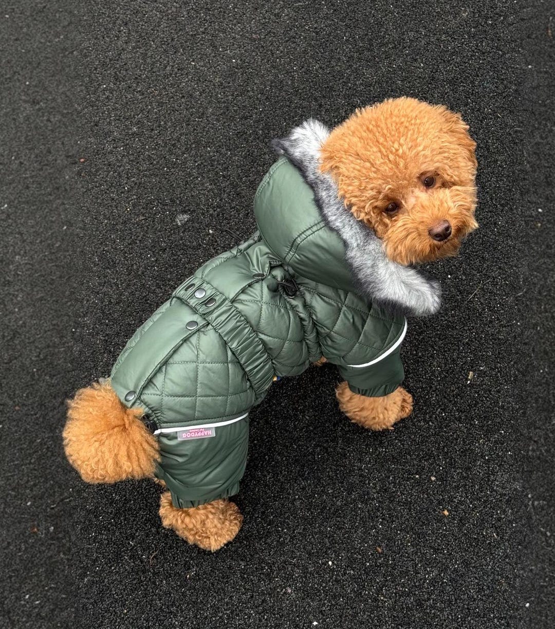 Green Winter Dog Snowsuit: Faux Fur Hood, Reflective, Small-medium ...