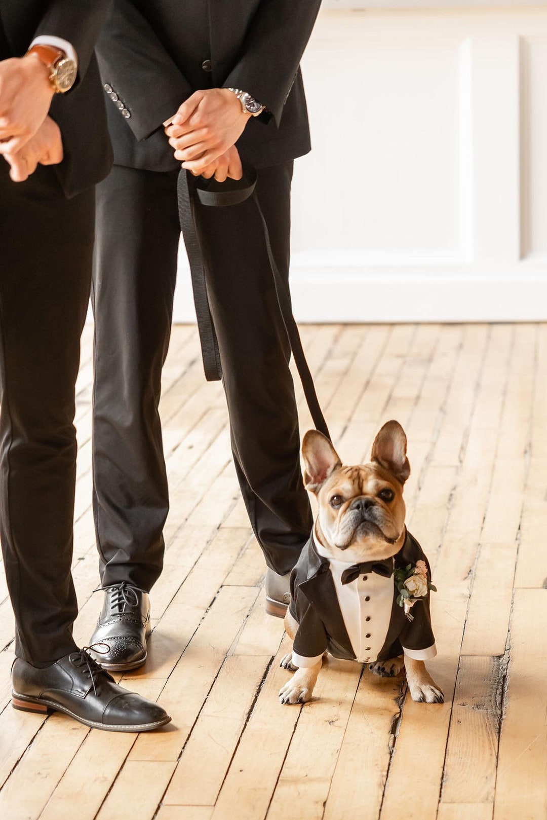 Wedding Dog Ring Bearer French Bull Tuxedo French Bulldog Tuxedo Luxury ...