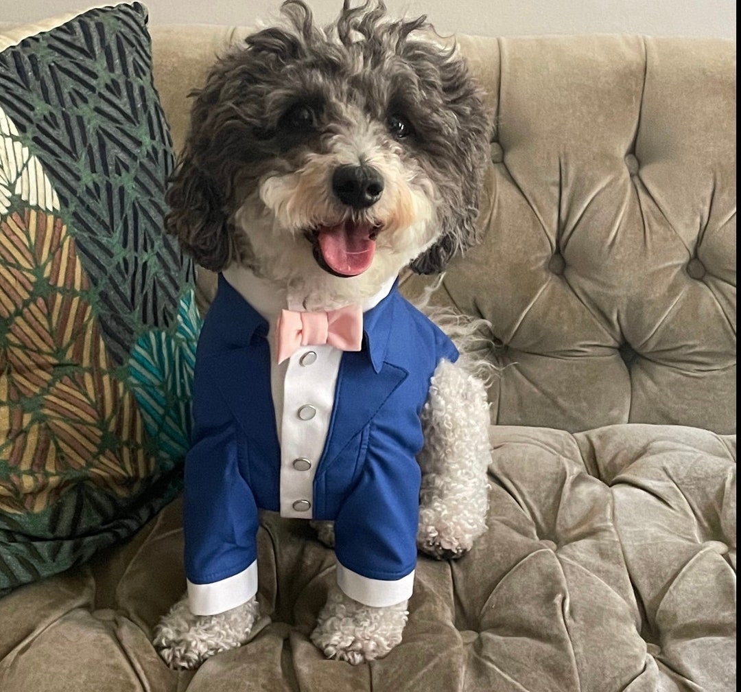Royal Blue Dog Tuxedo: Custom Wedding Outfit With Blush Bowtie - Etsy