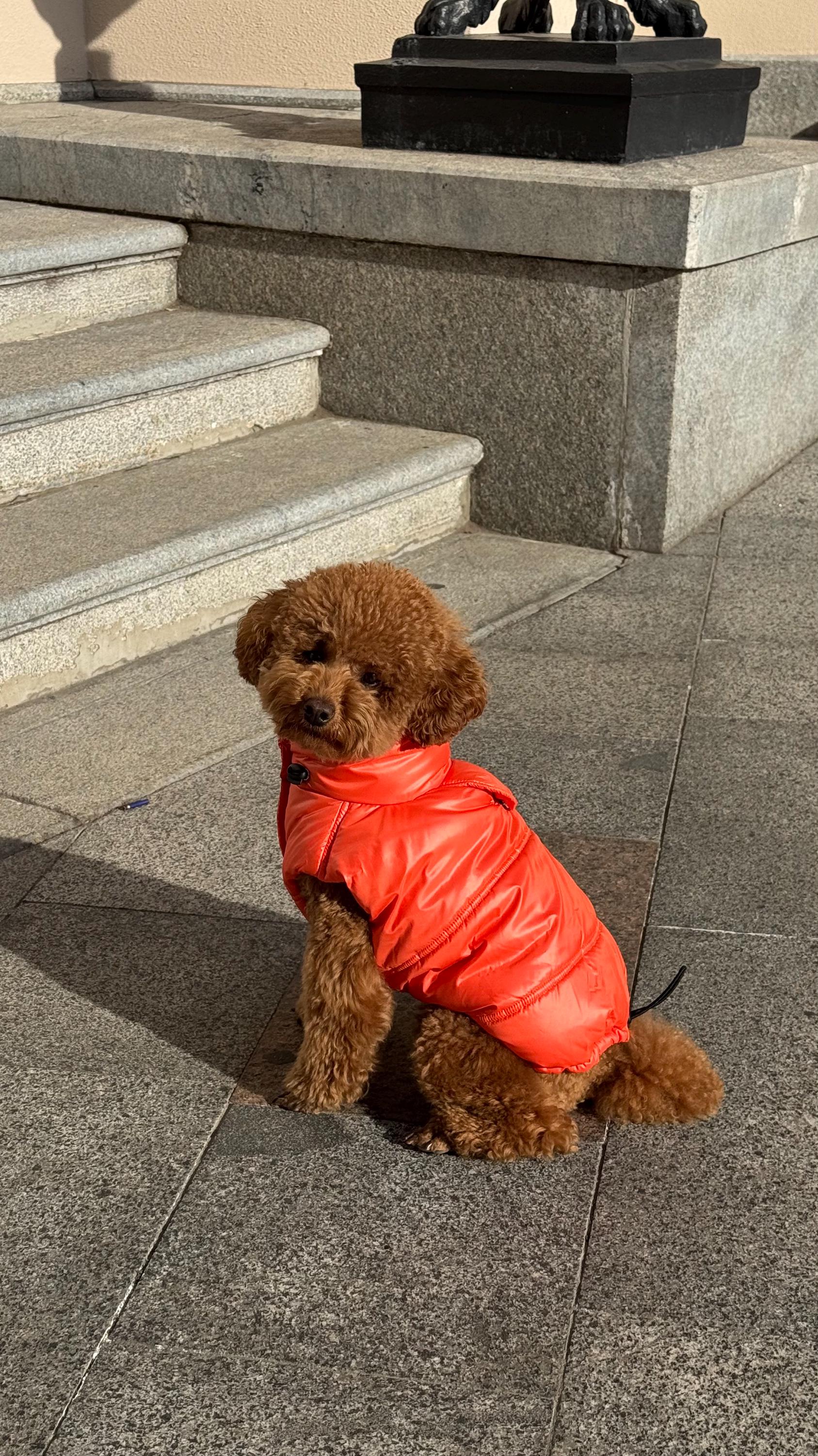 Bright Orange Reflective Dog Vest With High Collar - Custom Size Warm ...