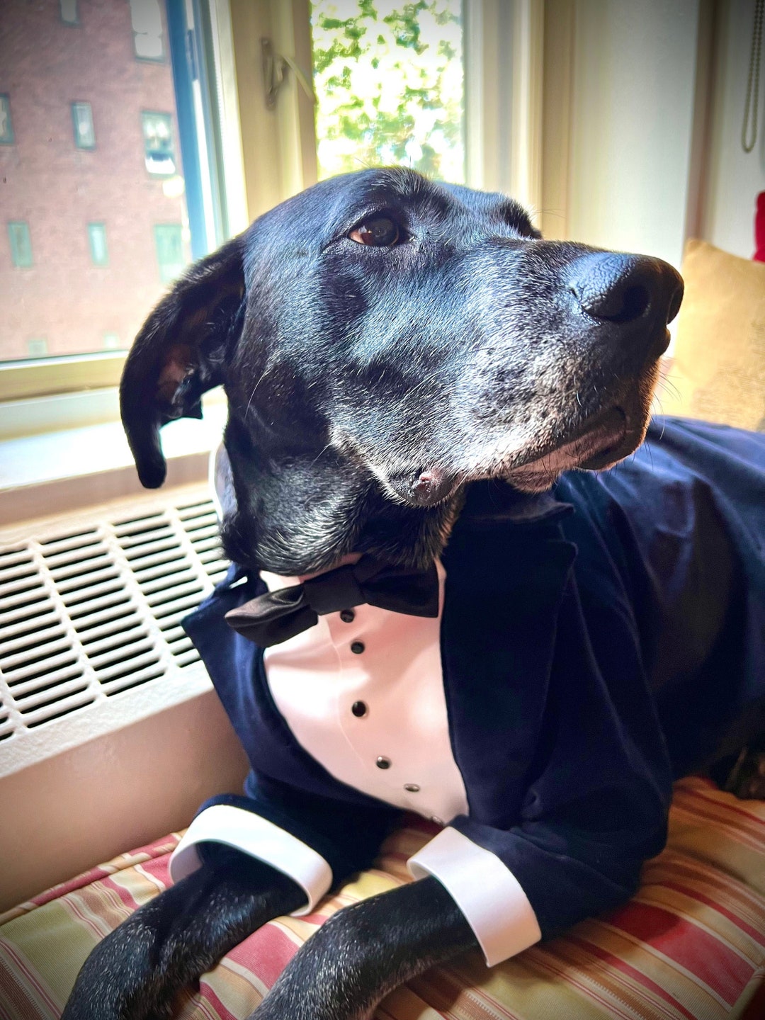 Dark Blue Velvet Wedding Dog Tuxedo Formal Dog Suit Large Dog Suit ...