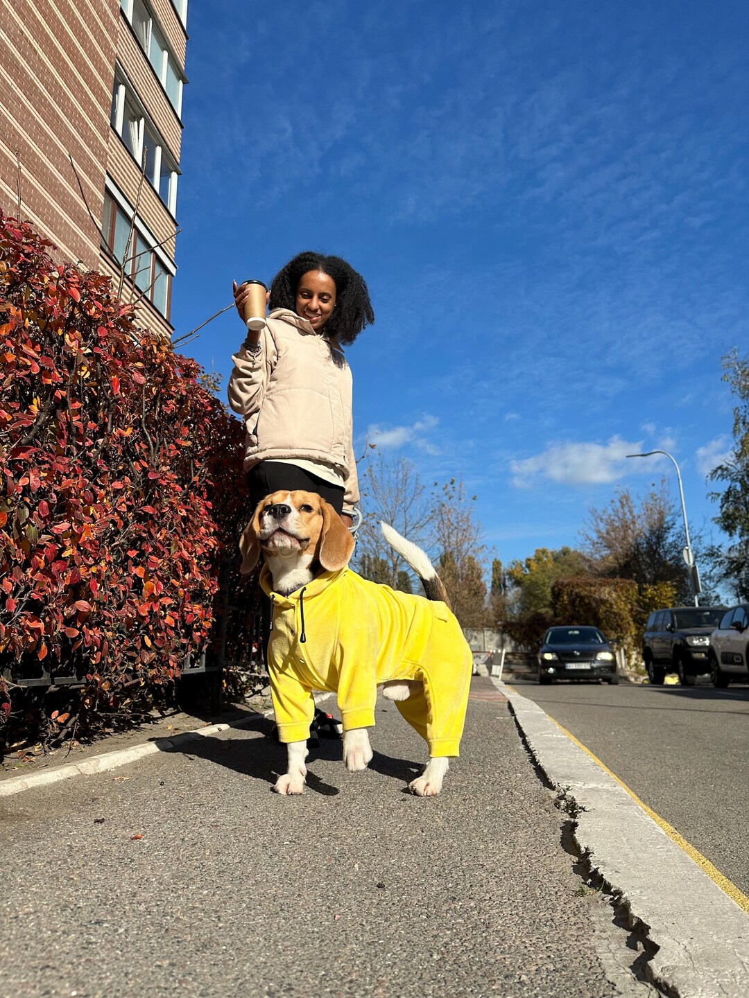 Ft Yellow Velvet Outfit for Beagles and Other Breeds - Etsy