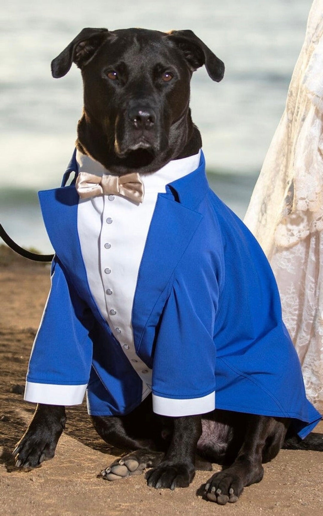 Royal Blue Dog Tuxedo: Custom Wedding Suit With Champagne Bowtie - Etsy