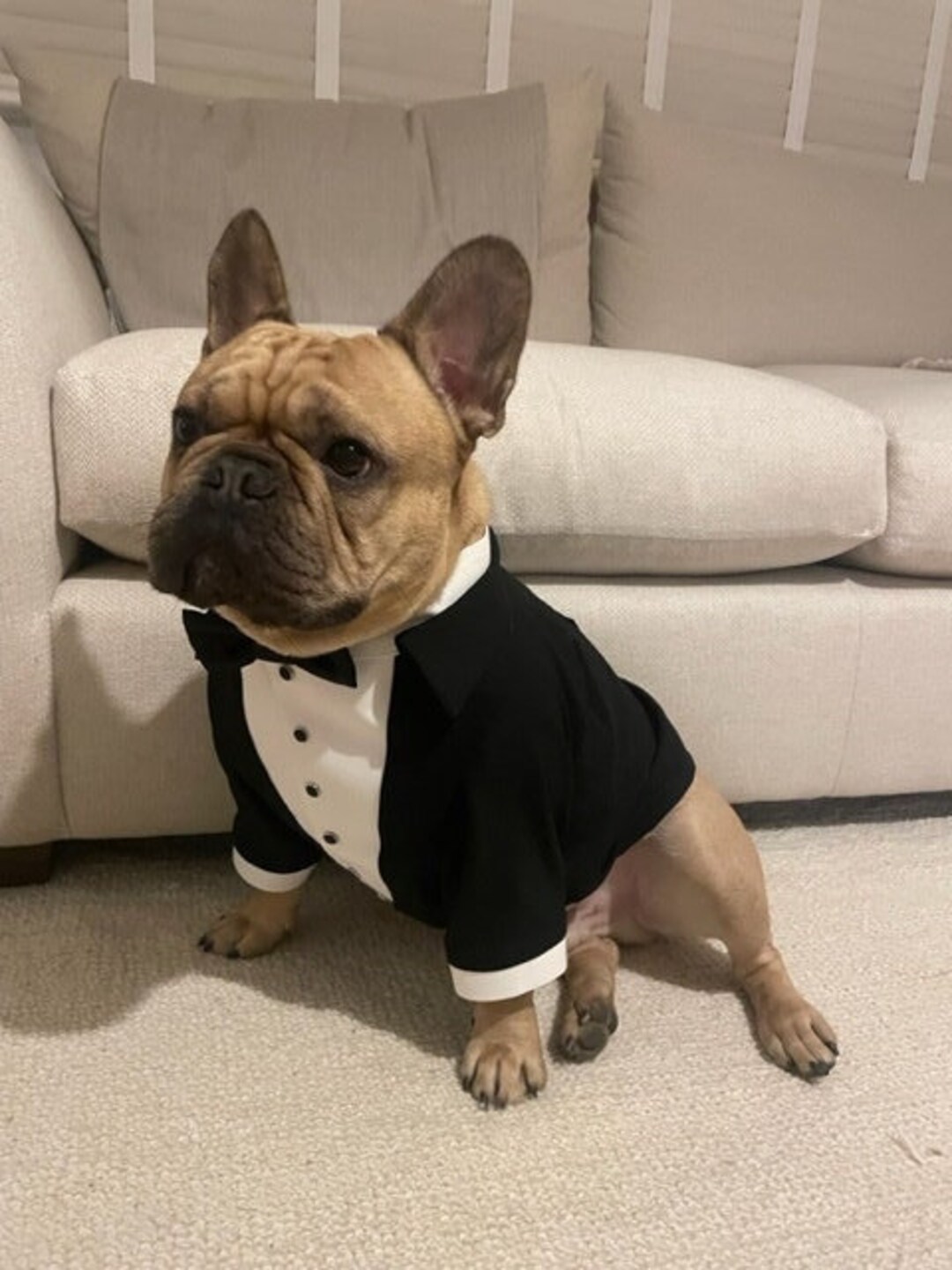 Black Wedding Dog Tuxedo Formal Dog Suit French Bulldog Suit Luxury Dog ...