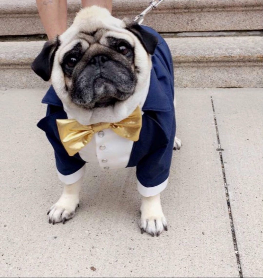 Navy Blue Dog Tuxedo With Golden Bow Dog Wedding Attire Formal Dog Suit ...
