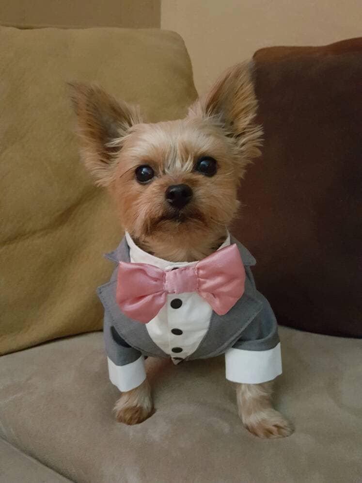 Dog Wedding Attire in Gray Formal Suit for Dog With Bow Tie - Etsy