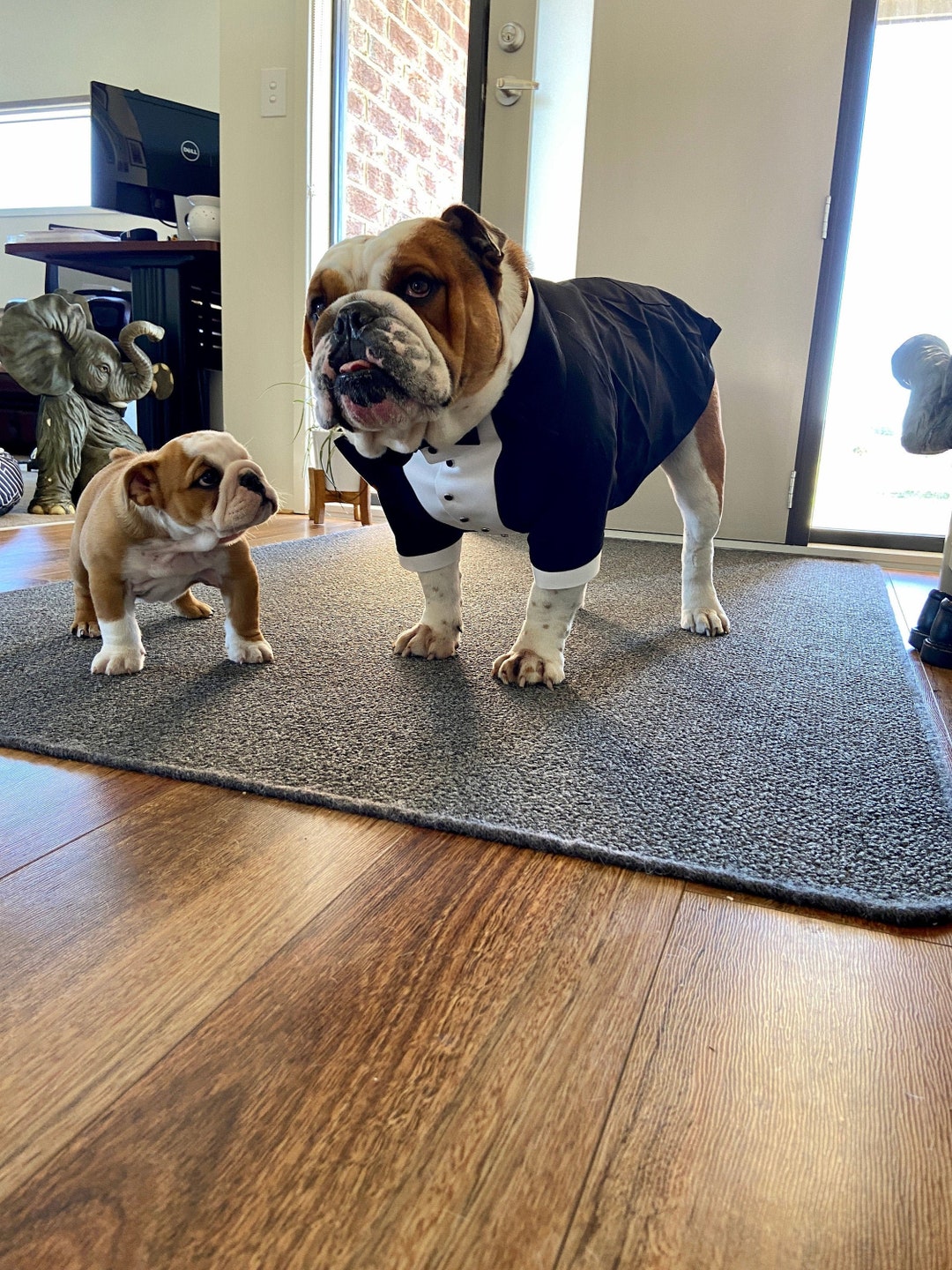 Custom Made Black Dog Tuxedo English Bulldog Suit Dog Wedding Attire ...