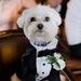 Navy Blue Dog Tuxedo With Blush Bow Tie Dog Wedding Attire Formal Dog Suit English Bulldog ...