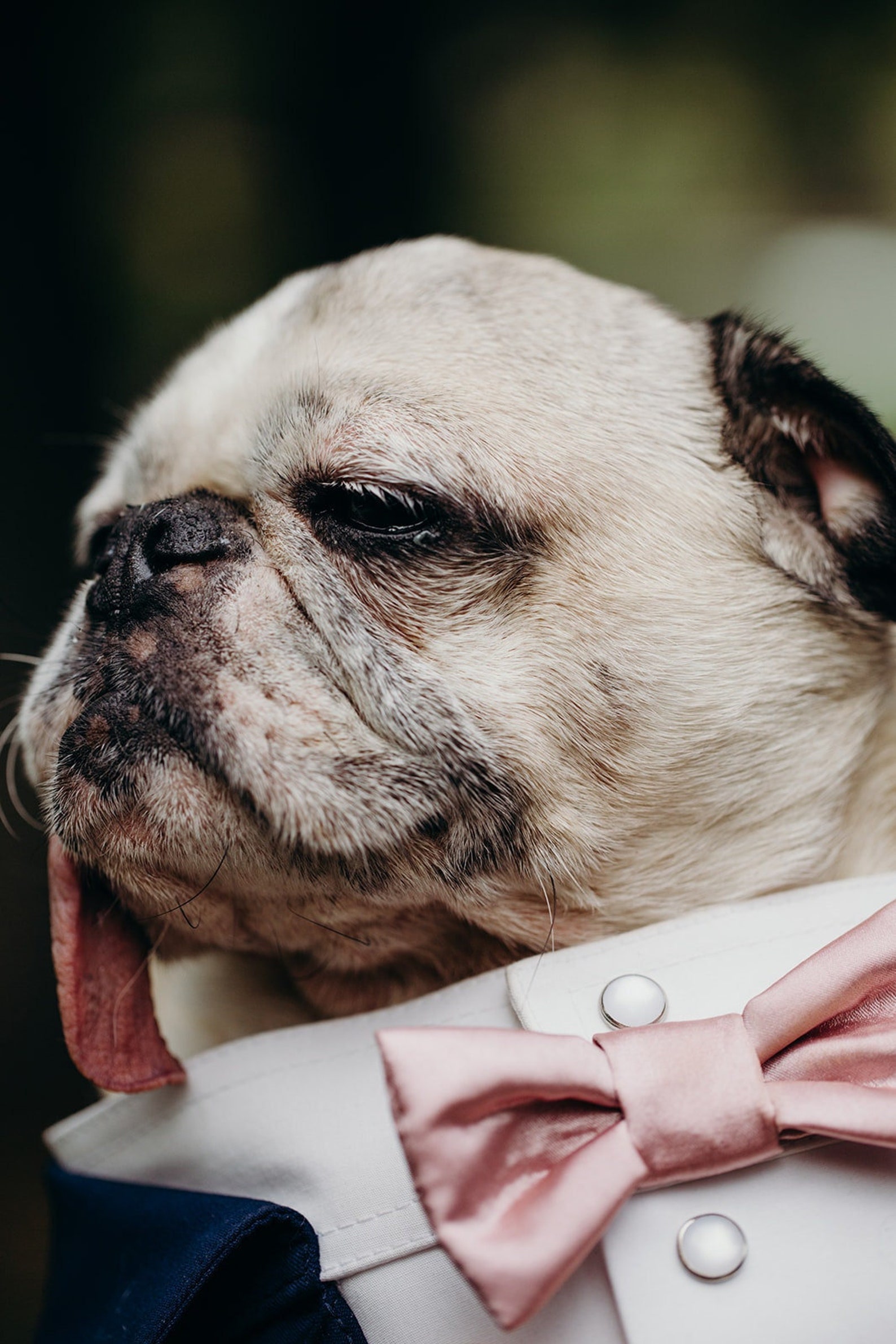 Navy Blue Dog Tuxedo for Pug Custom Blue Dog Suit With Dusty - Etsy