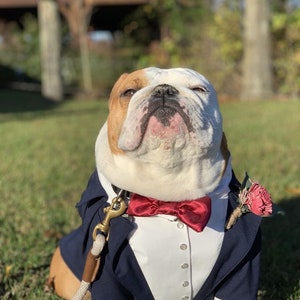 Navy Blue Dog Tuxedo With Burgundy Bow Tie Labrador Dog Suit Retriever ...