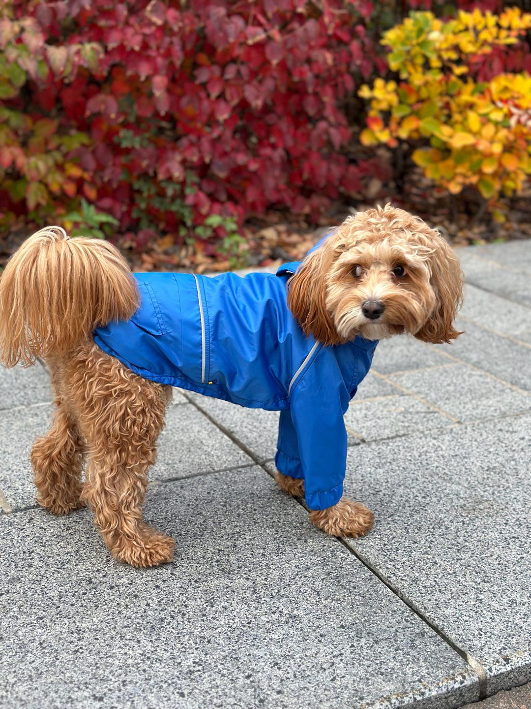 Bright Blue Dog Rain Jacket With Harness Access – Snap Closure for Easy ...