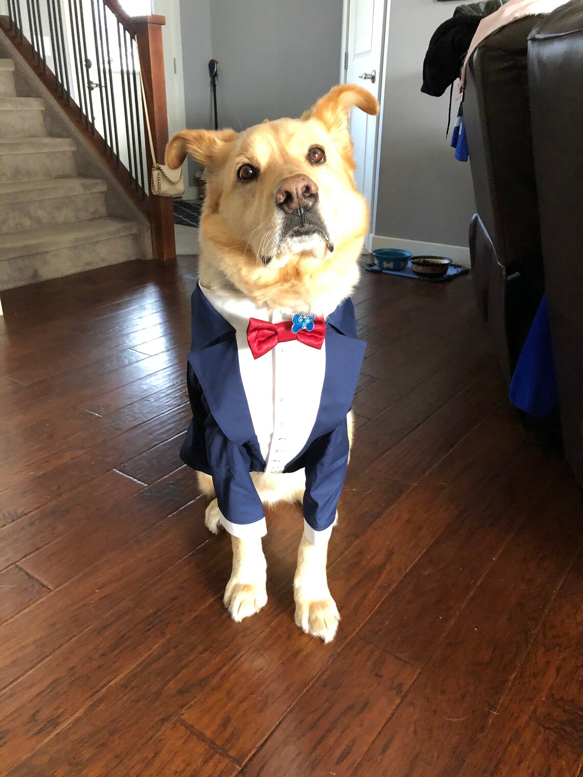 Navy Blue Dog Tuxedo With Burgundy Bow Tie Labrador Dog Suit - Etsy