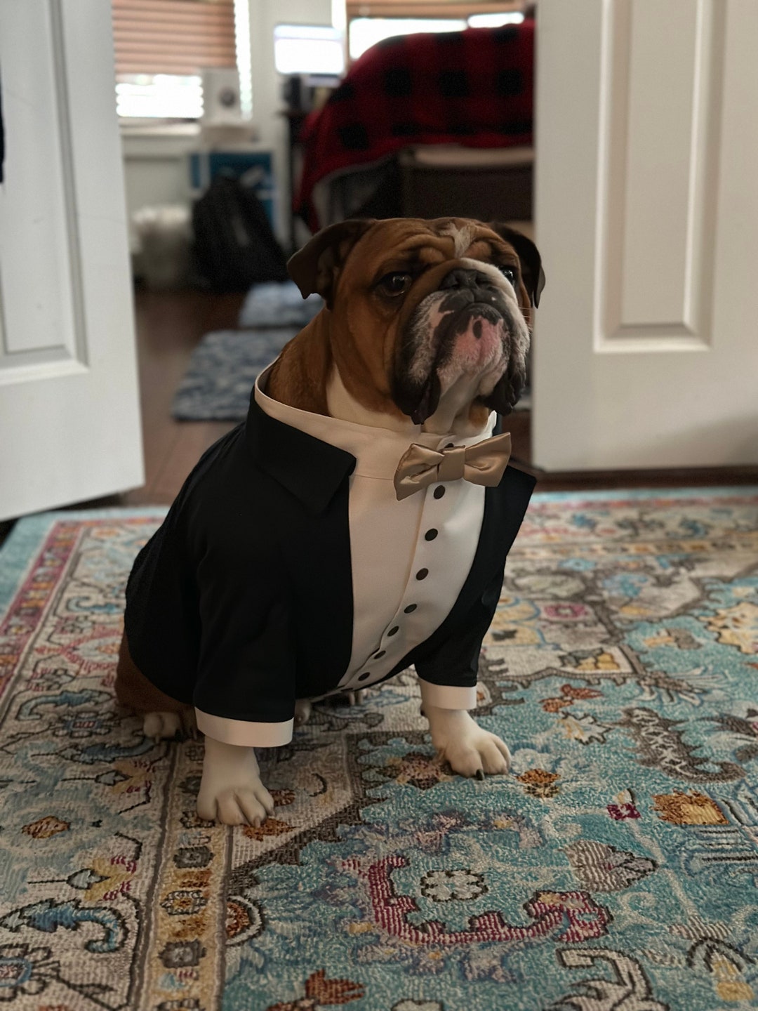 Dark Green Bulldog Tuxedo With Champagne Bow Tie Dog Wedding Attire ...