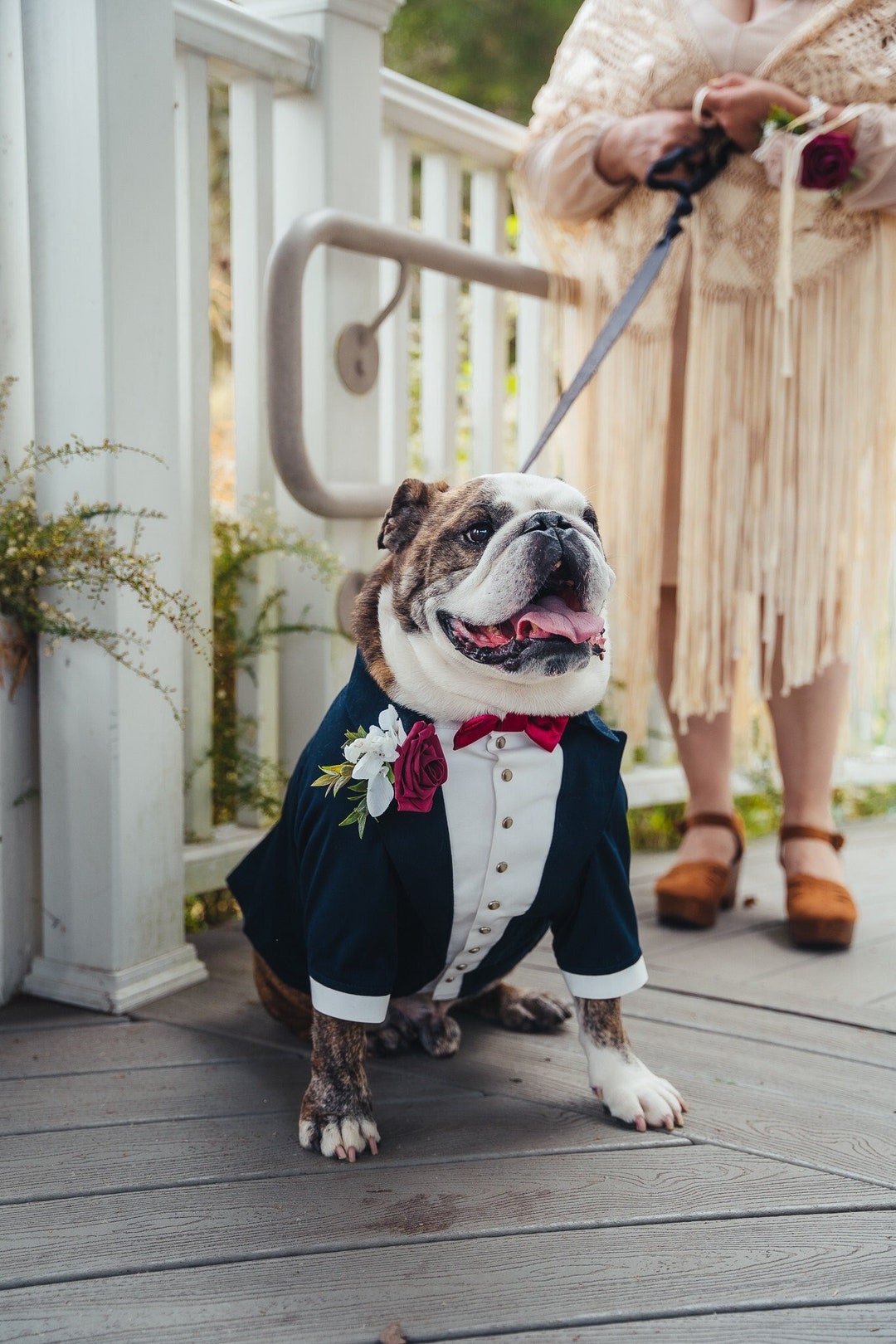 Bulldog Custom Tuxedo Navy Blue Dog Tuxedo With Burgundy Bow Tie Dog Wedding Attire Formal Dog ...