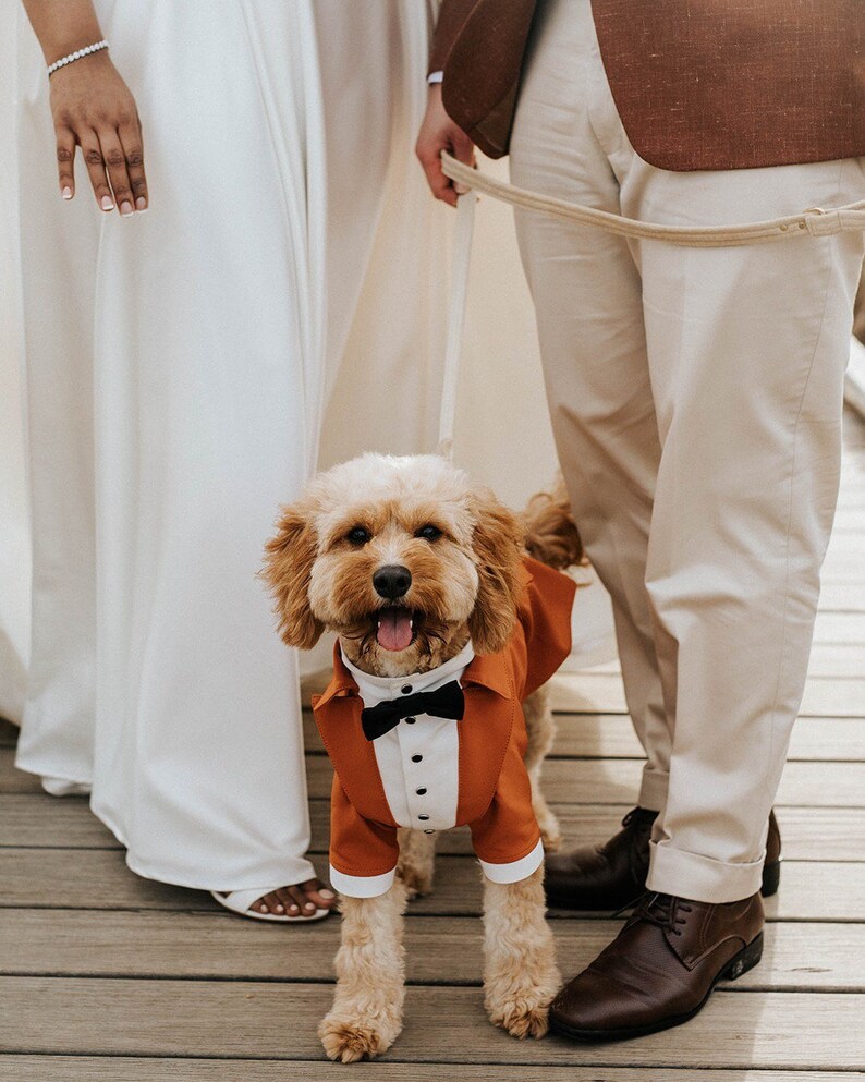 Custom Dog Tuxedo: Terracotta Wedding Suit for Poodle, Maltipoo - Etsy