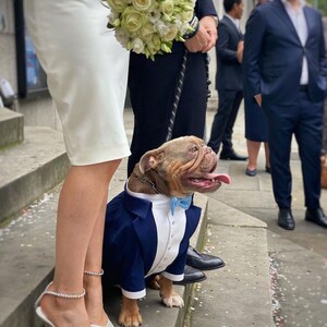 Navy Blue Dog Tuxedo With Sky Blue Bow Tie Bespoke Dog Tuxedo - Etsy