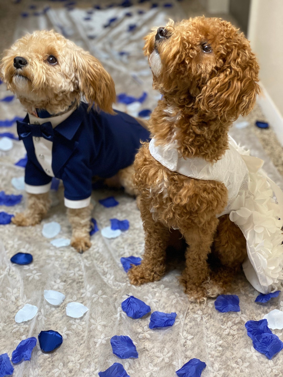 Navy Blue Dog Tuxedo With Navy Blue Bow Tie Poodle Dog Wedding Suit ...