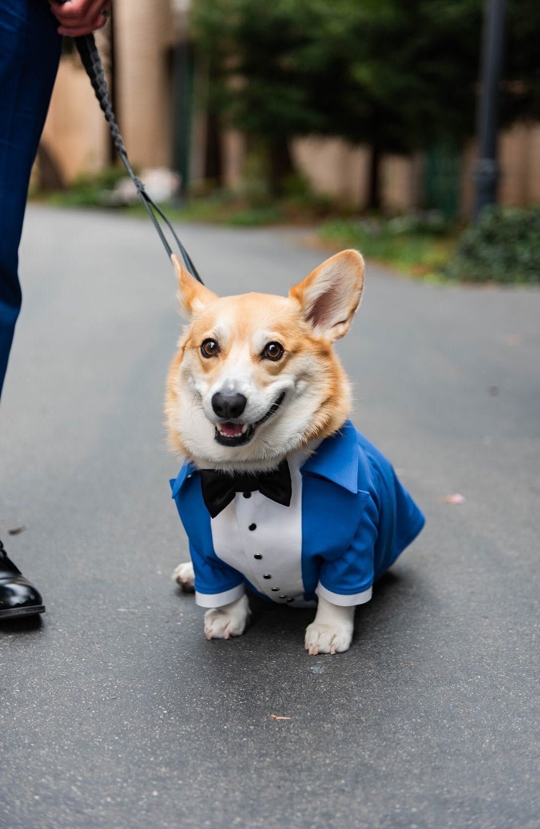 Royal Blue Corgi Dog Tuxedo: Handmade Formal Suit With Bow Tie - Etsy