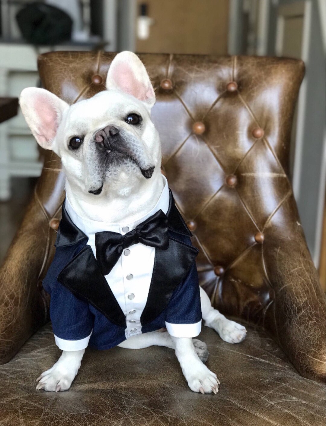 Royal Blue Dog Tuxedo With Black Lapels and Black Satin Bow Tie Dog ...
