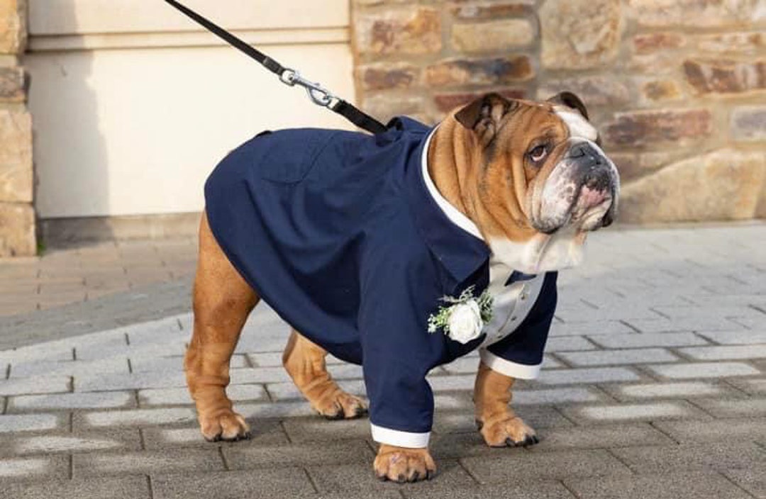 Navy Blue Dog Tuxedo With Navy Blue Bow English Bulldog Tuxedo Formal Dog Suit Birthday Dog ...