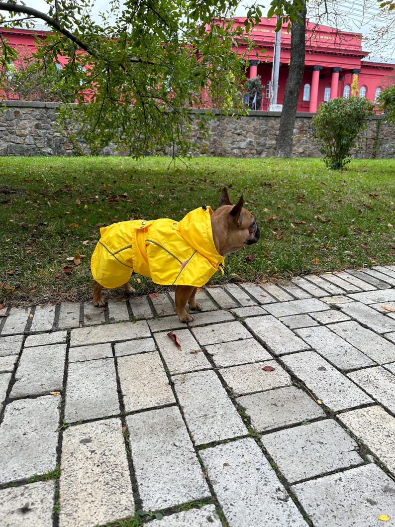Bright Yellow Dog Cape – Stylish Protection for All Breeds - Etsy