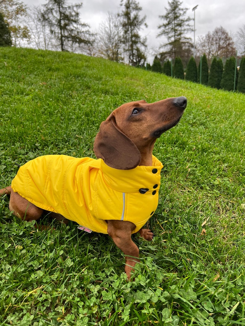 Puffy Yellow Dog Vest: Winter Protection With High Collar - Etsy
