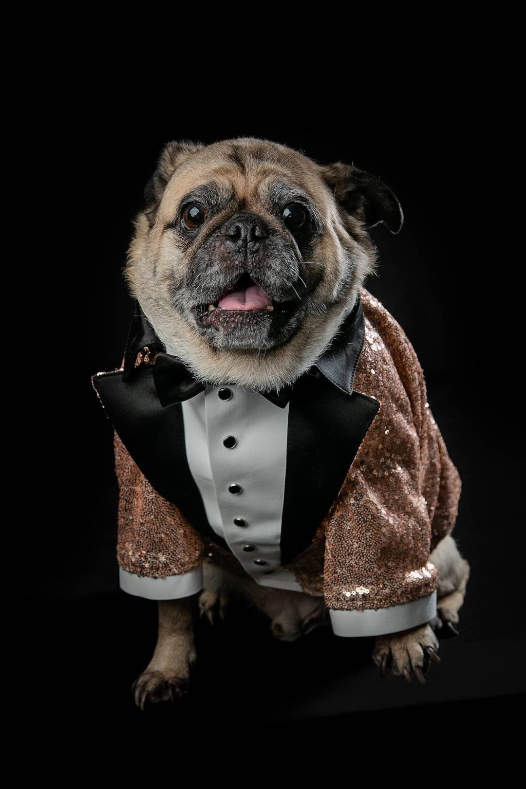 Golden Beige Sequins Dog Tuxedo With Black Bow Tie and Black Lapels Dog ...
