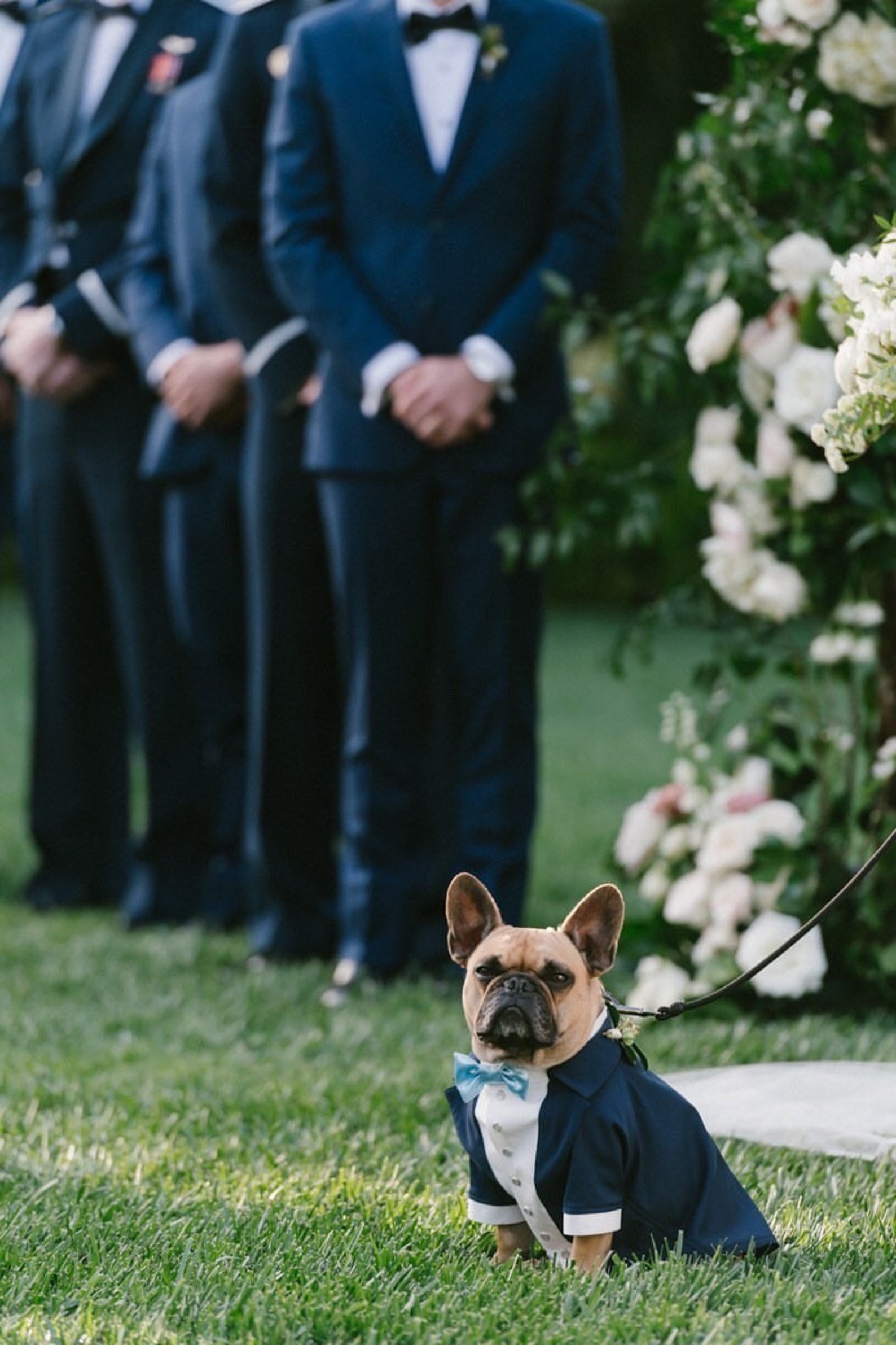 Navy blue dog tuxedo with light blue bow tie Bespoke dog tux | Etsy