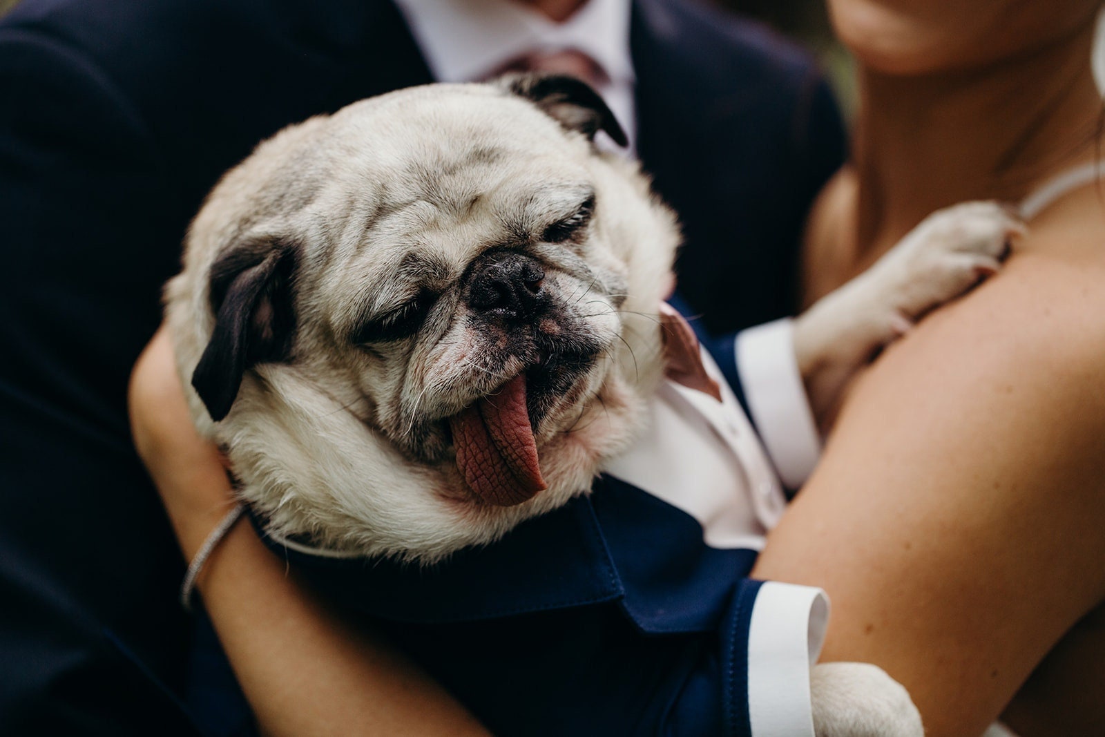 Navy Blue Dog Tuxedo for Pug Custom Blue Dog Suit With Dusty - Etsy