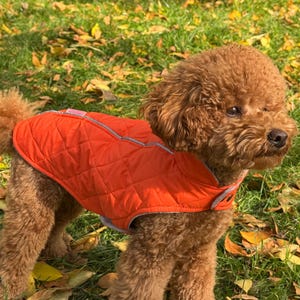 Orange Sport Dog Cape With Reflective Strips and Adjustable Snaps - Etsy