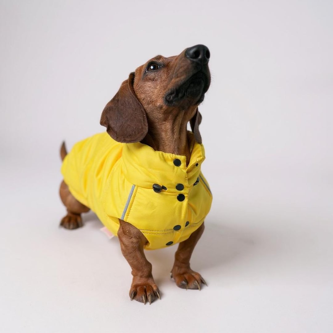 Puffy Yellow Dog Vest: Winter Protection With High Collar - Etsy