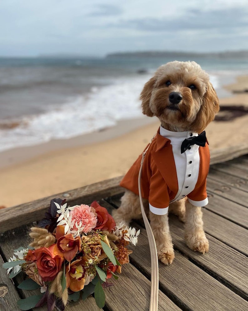 Custom Dog Tuxedo: Terracotta Wedding Suit for Poodle, Maltipoo - Etsy
