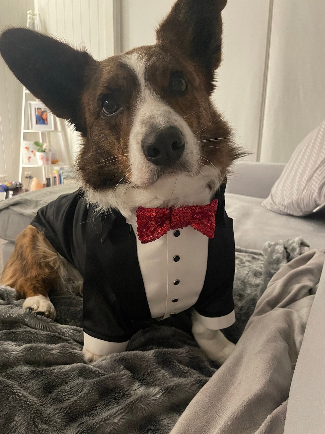Corgi Wedding Attire Dog Wedding Tuxedo Formal Dog Suit Corgi Tuxedo ...