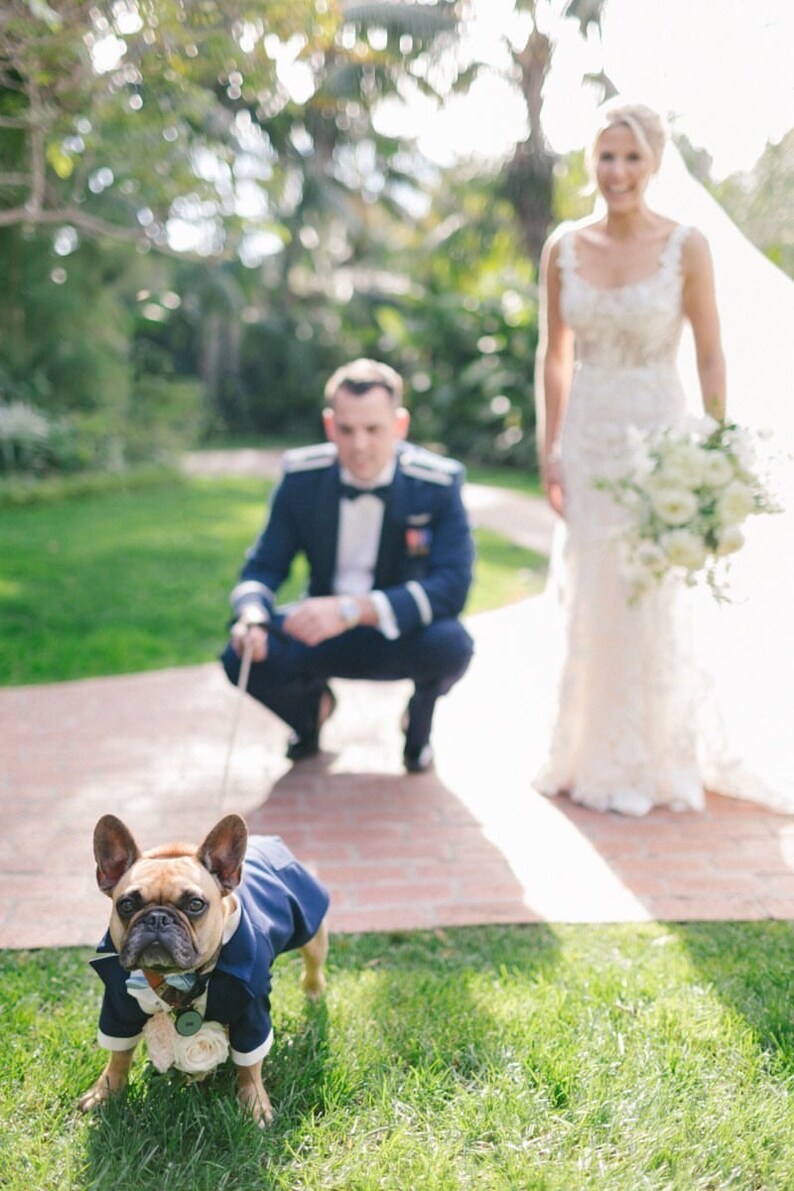 Navy blue dog tuxedo with light blue bow tie Bespoke dog tux | Etsy