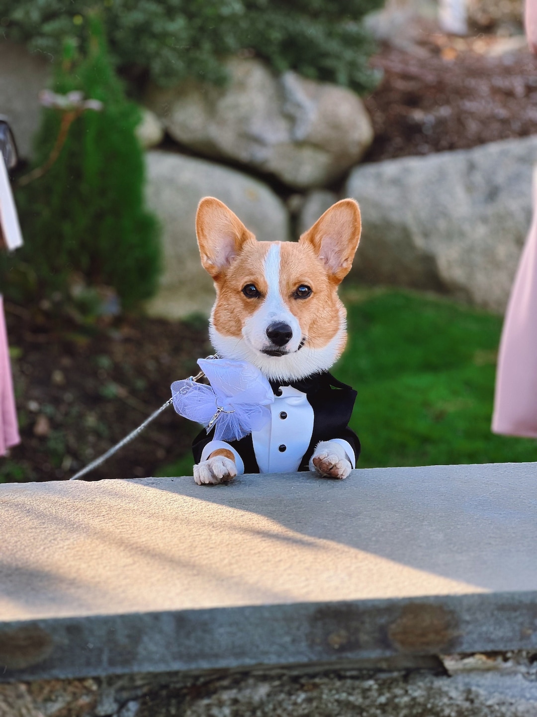Corgi Dog Black Wedding Dog Tuxedo Custom Dog Suit Black Dog Suit ...